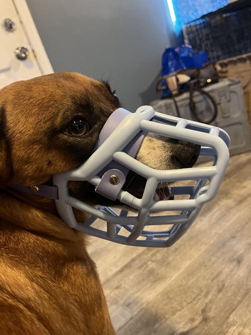 Dog Muzzles | Custom-Made | The Muzzle Movement