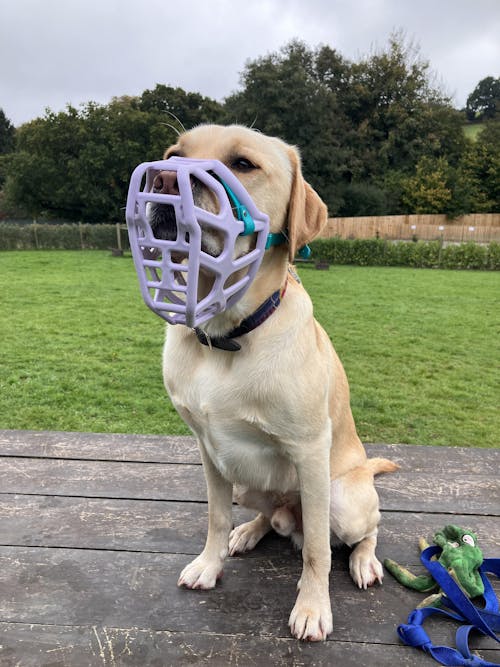 Dog Muzzles | Custom-Made | The Muzzle Movement