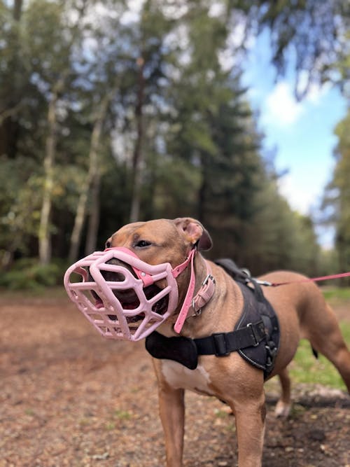 Dog Muzzles | Custom-Made | The Muzzle Movement