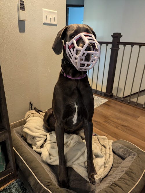 Dog Muzzles | Custom-Made | The Muzzle Movement