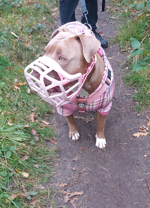 Dog Muzzles | Custom-Made | The Muzzle Movement