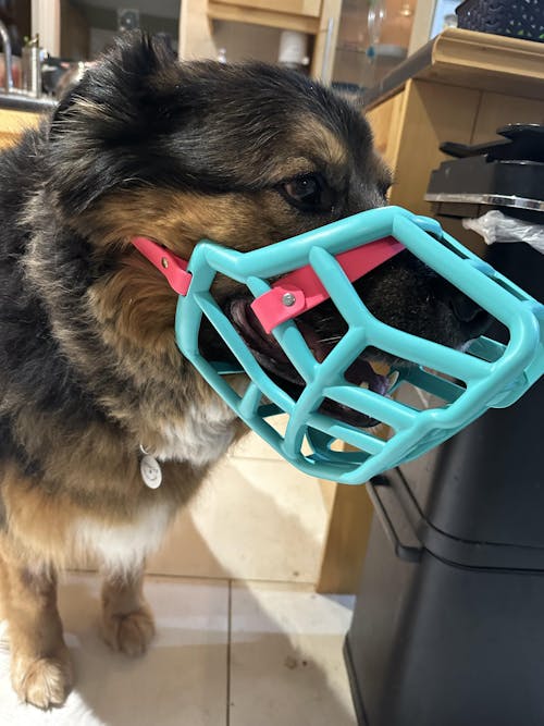 Dog Muzzles | Custom-Made | The Muzzle Movement