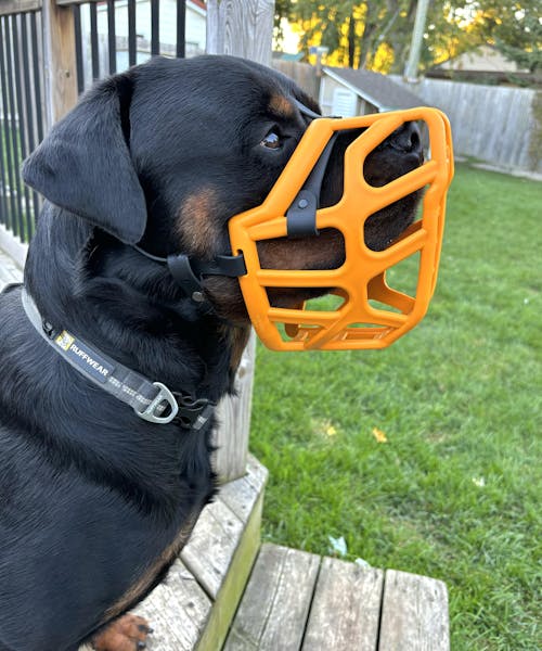 Dog Muzzles | Custom-Made | The Muzzle Movement
