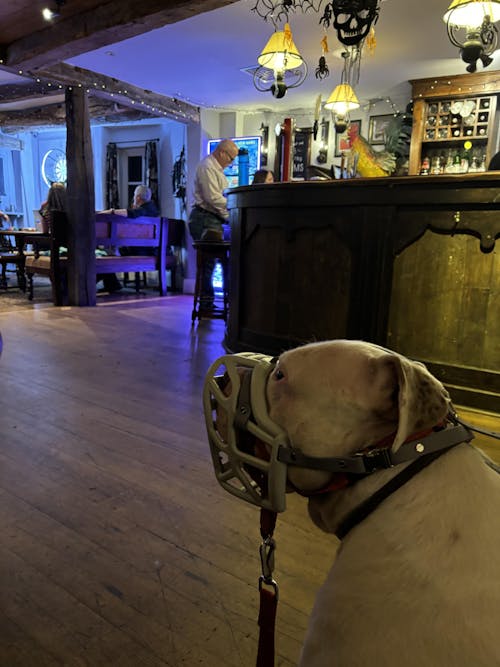 The Muzzle Movement: Dog Muzzles That Look & Feel Good