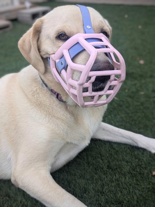 The Muzzle Movement: Dog Muzzles That Look & Feel Good