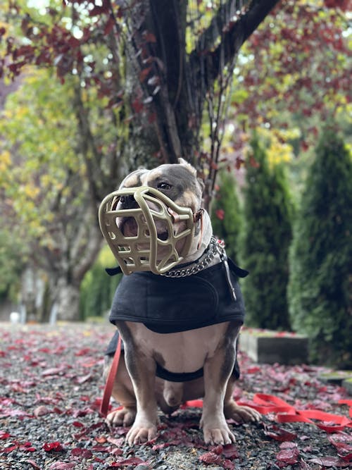 The Muzzle Movement: Dog Muzzles That Look & Feel Good