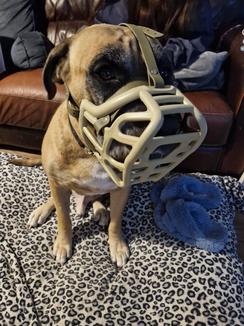 The Muzzle Movement: Dog Muzzles That Look & Feel Good