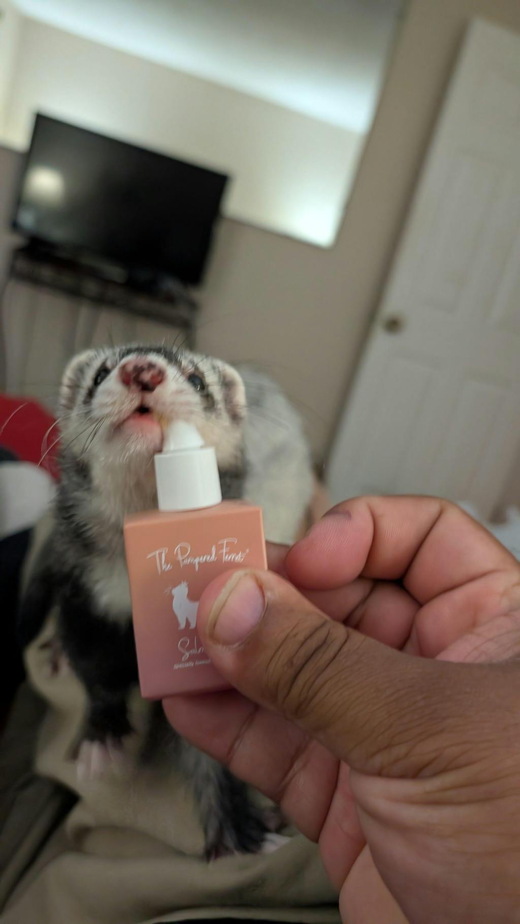The Pampered Ferret