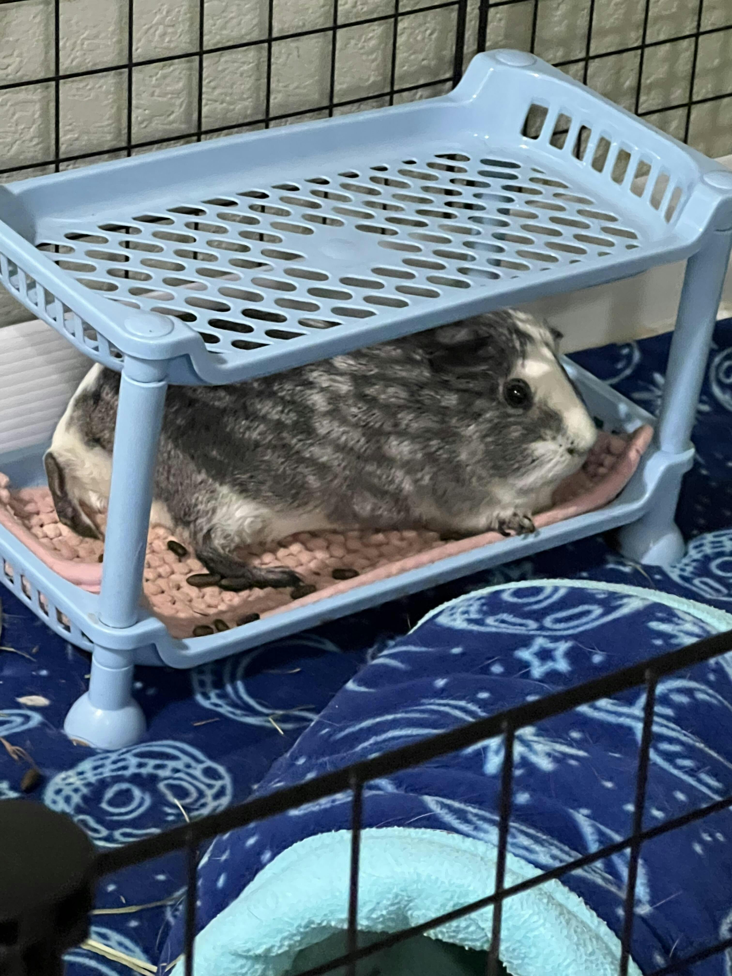 Piggy Bunk Bed Pig Mats – The Pig Room