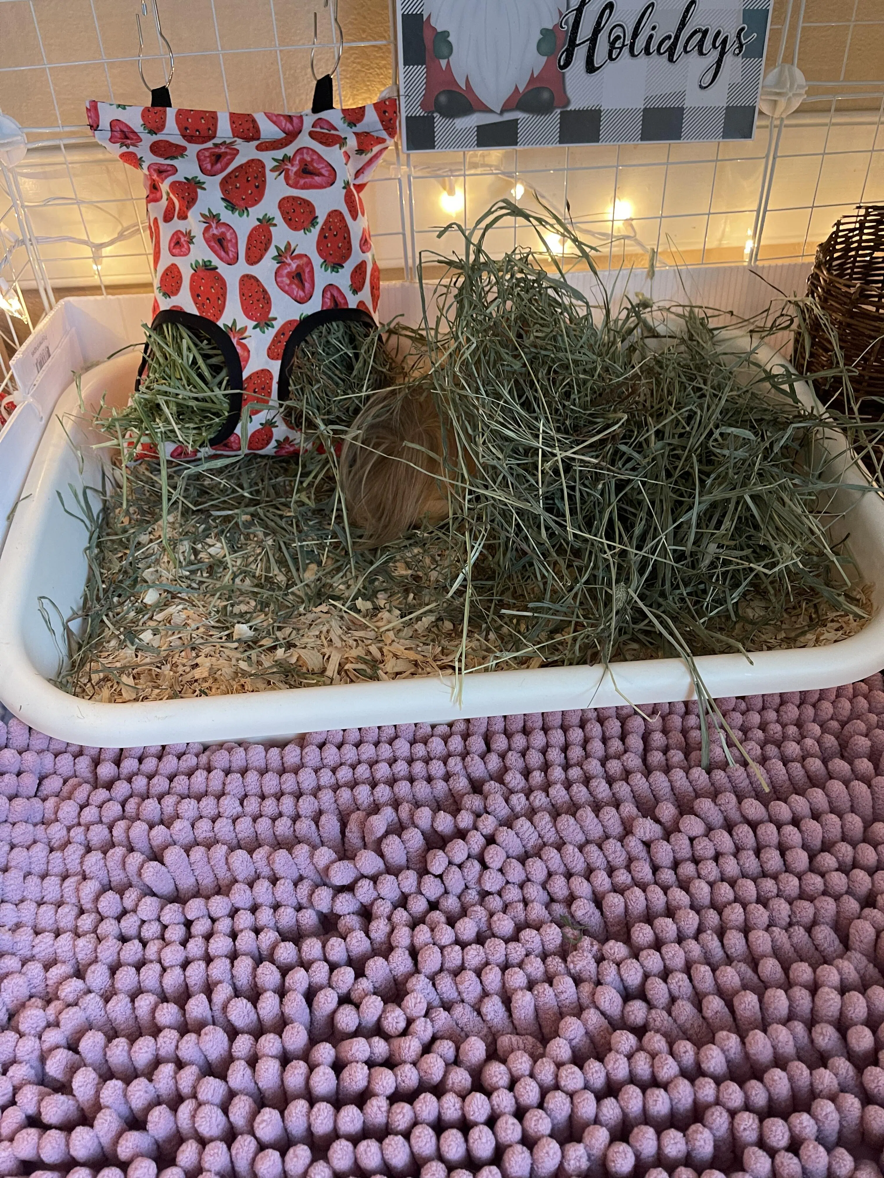 Piggy Litterbox – The Pig Room