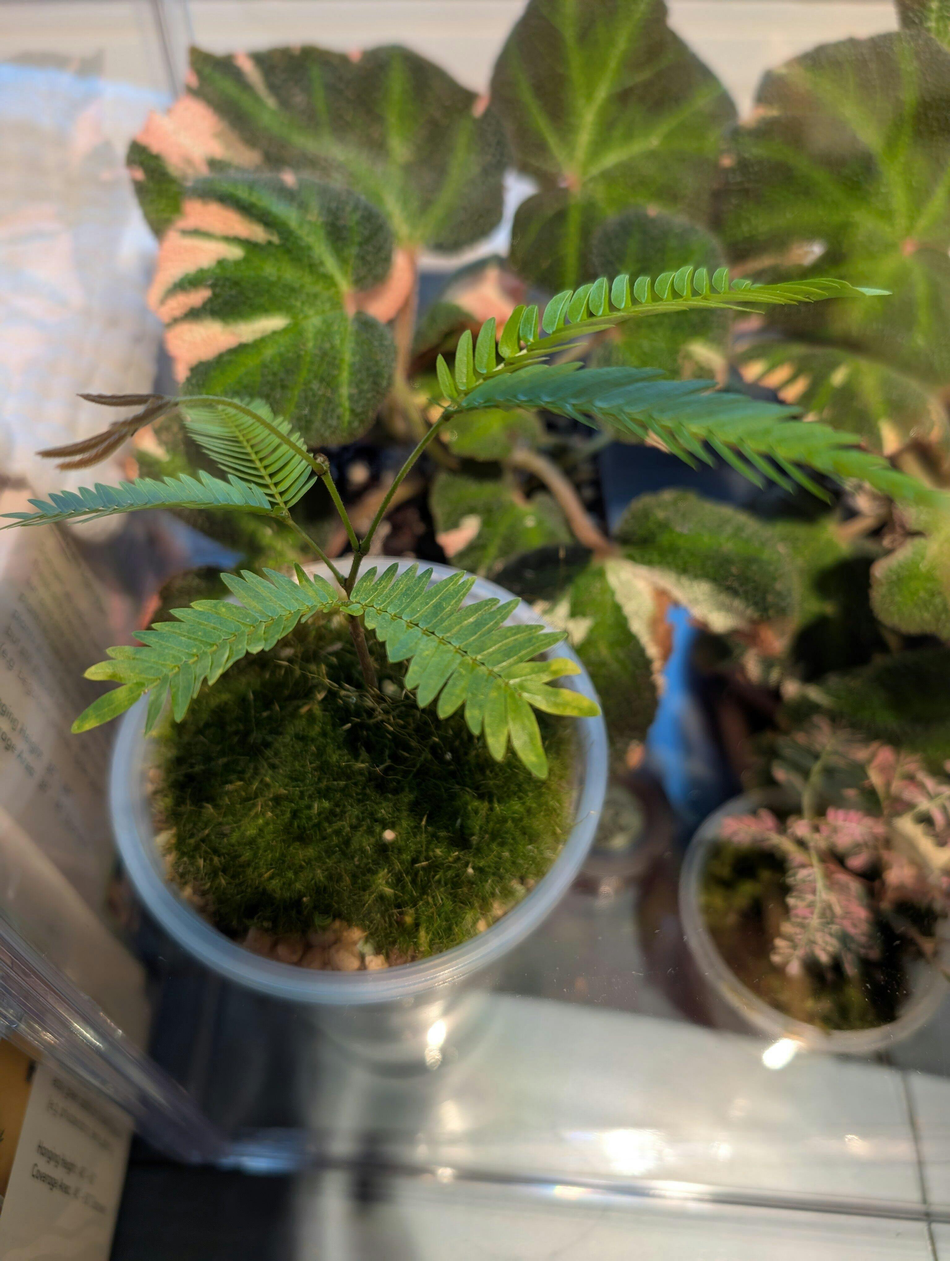 Pithecellobium confertum (Everfresh Tree) – The Plant Lady SF