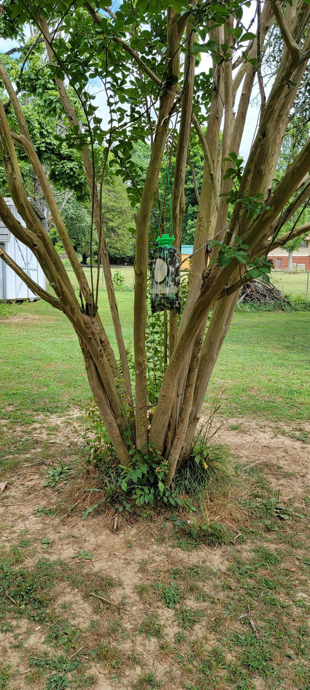 The Ranch Fly Trap – The Ranch Pest Control