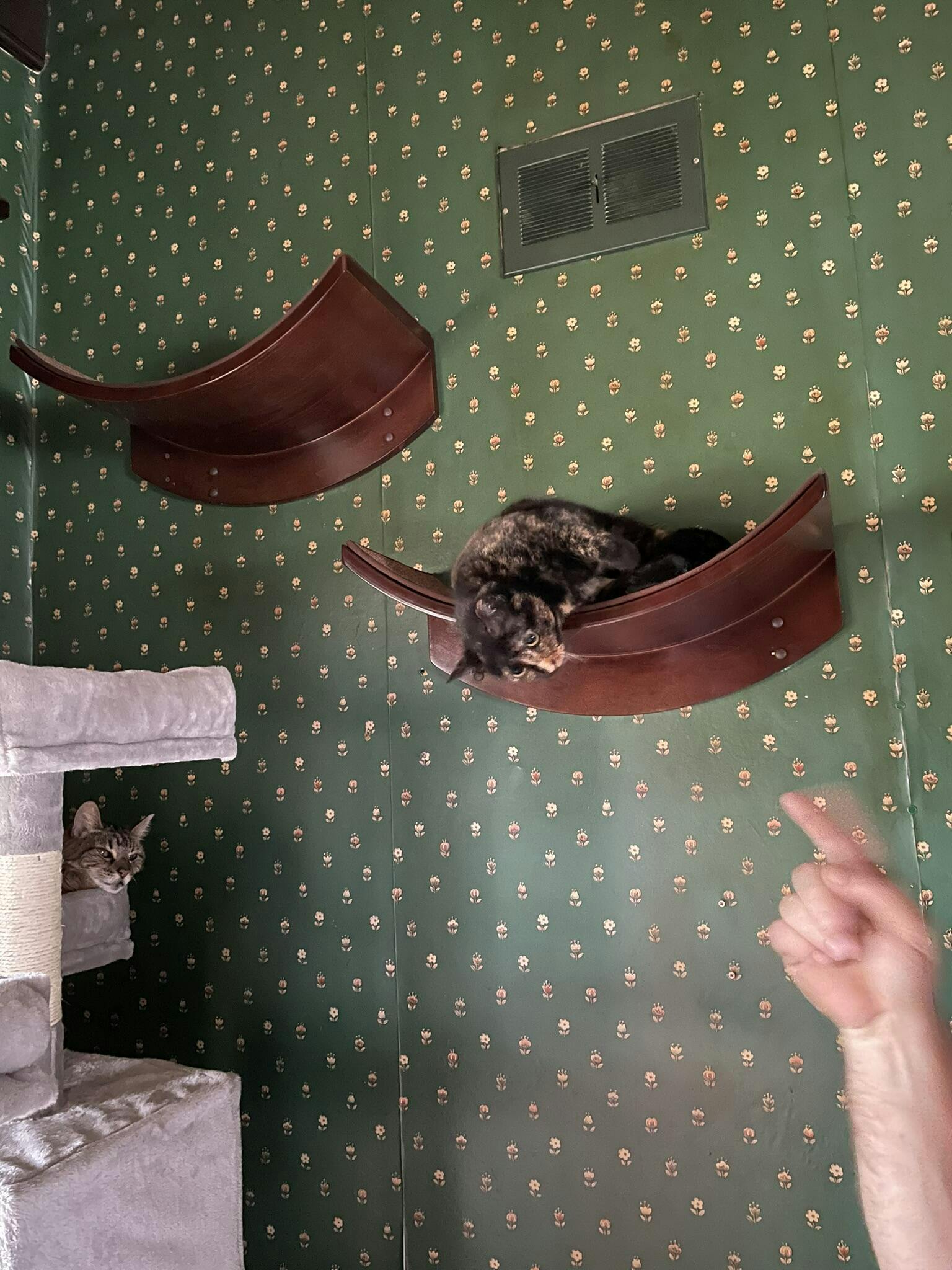 Lotus Leaf Cat Shelf | Cat Wall Shelves to Curl Into | The Refined Feline