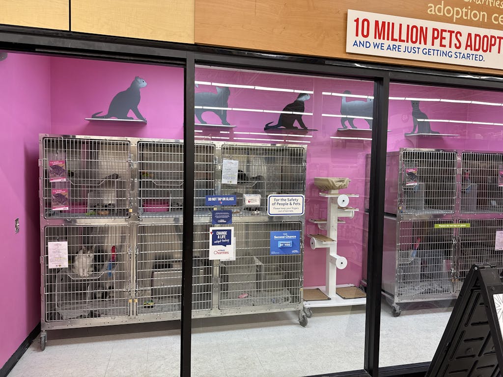 Lotus Leaf Cat Shelf | Cat Wall Shelves to Curl Into | The Refined Feline