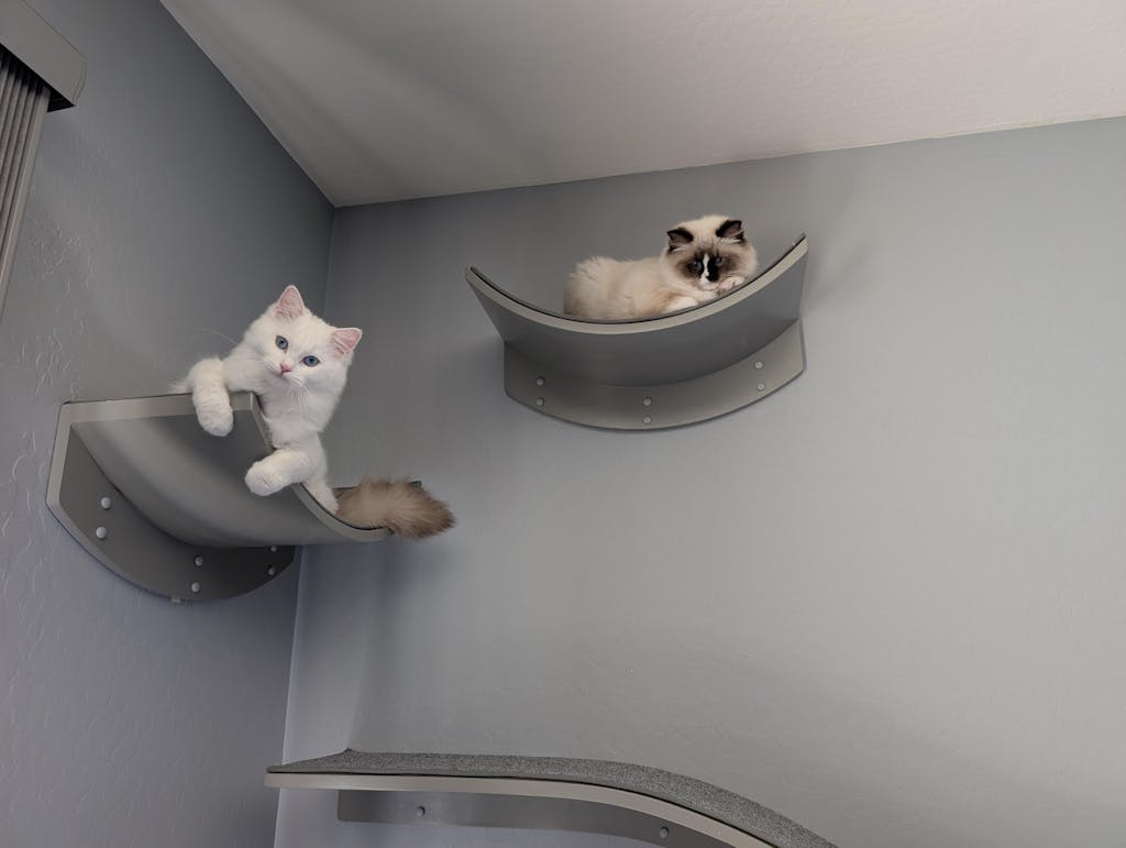 Lotus Leaf Cat Shelf | Cat Wall Shelves to Curl Into | The Refined Feline