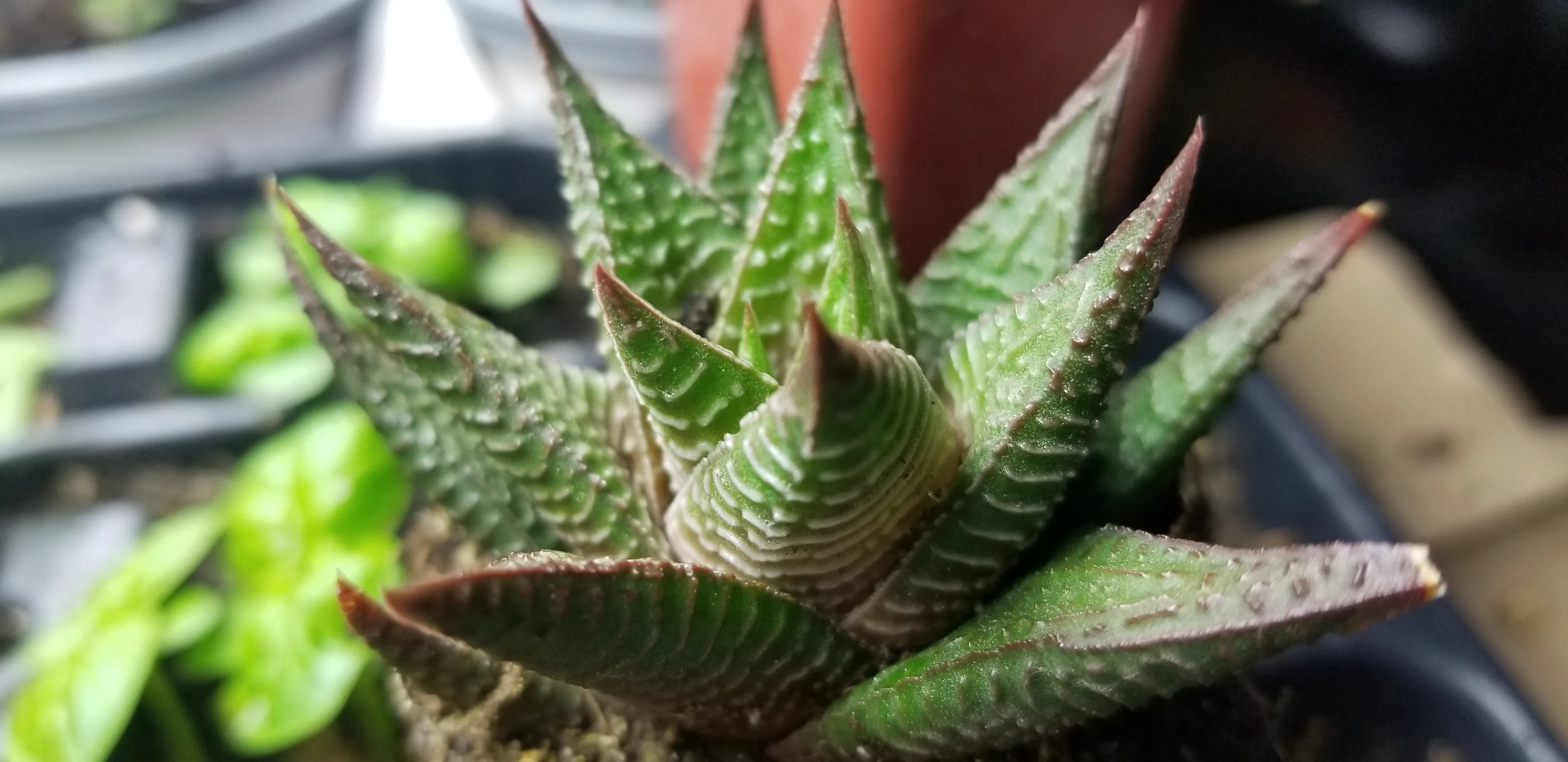 Haworthias - by JAMES - Wedding Succulent Favors for Sale Bulk Succulents