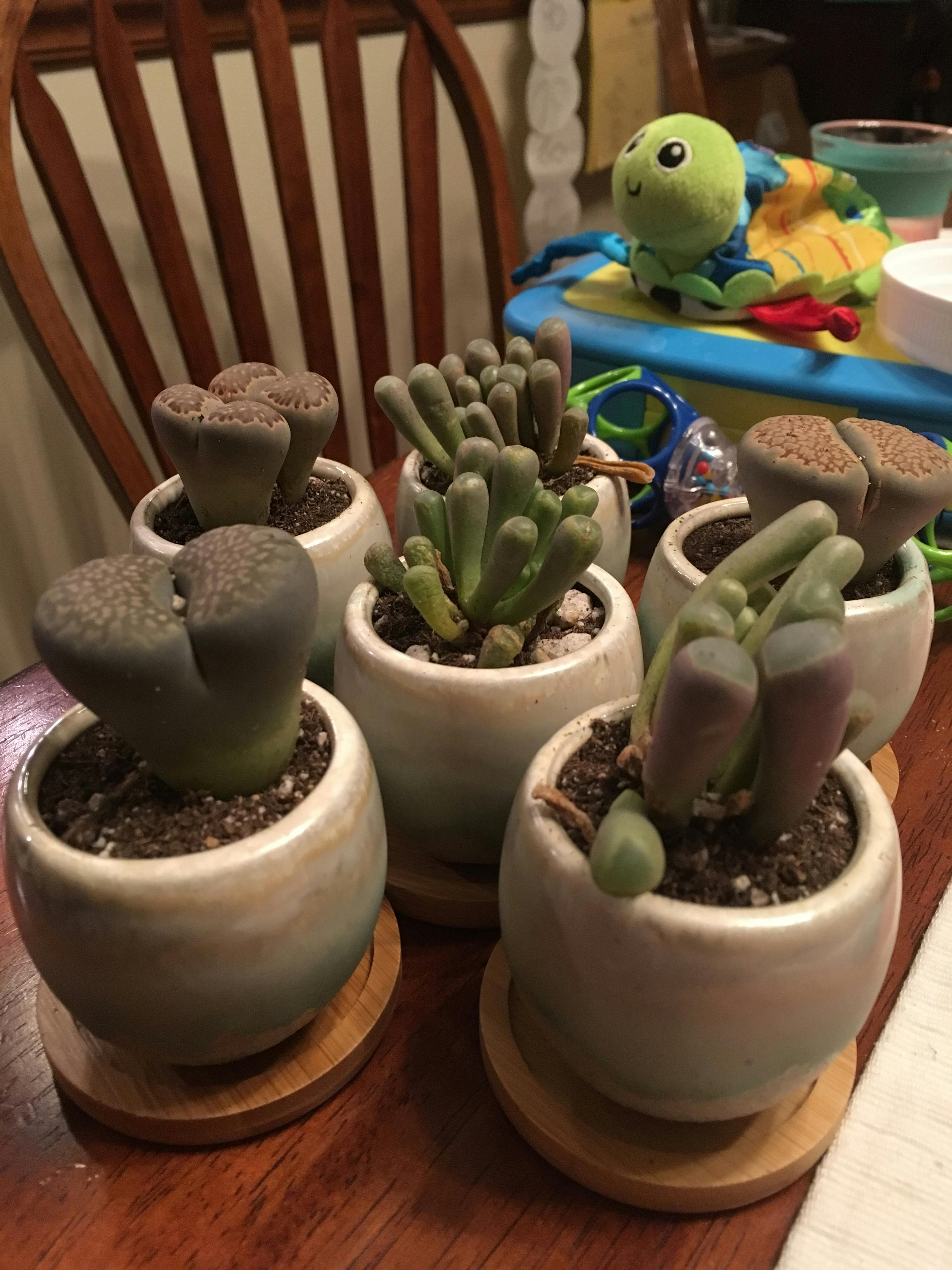 Lithops Mesembs & Mimicry Succulents - Wedding Succulent Favors for ...