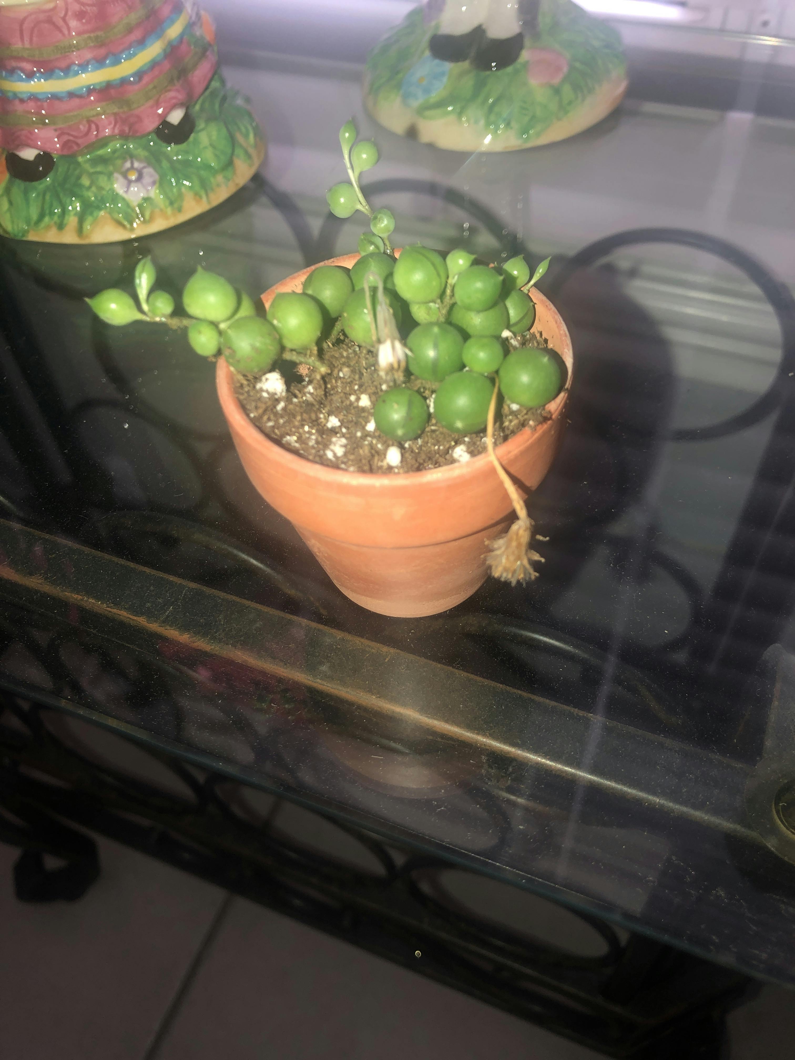 Crested & Monstrose Brain Cactus by Blaise - Wedding Succulent Favors ...