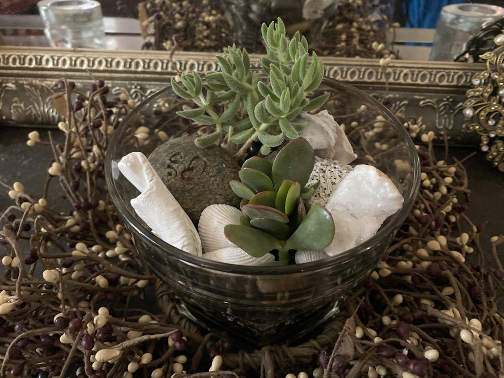 #12 Crassula Mini Jade Succulent Plant