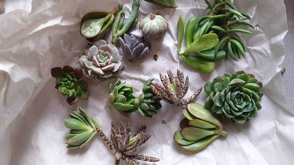 Cuttings - Assorted Succulents - Wedding Succulent Favors for Sale Bulk ...