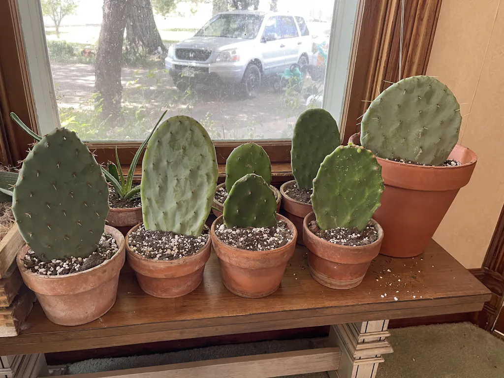 Opuntia Varieties aka Nopales Ornamental Cuttings