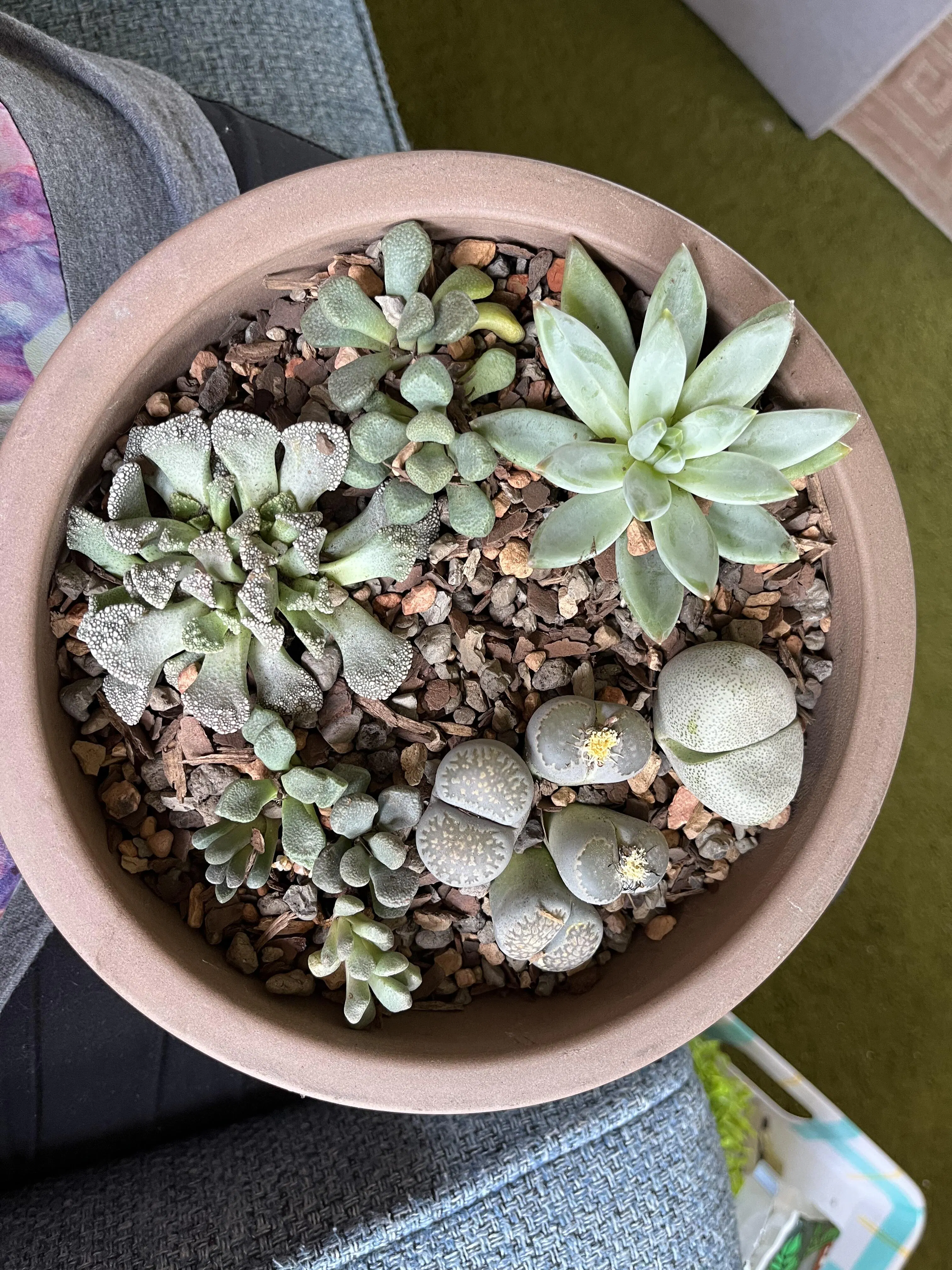 Lithops Mesembs & Mimicry Succulents - Wedding Succulent Favors for ...