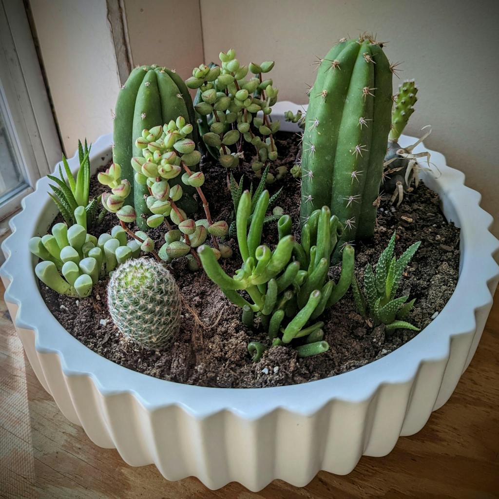 #EC68 Exact Trichocereus Sun Goddess Cactus - Wedding Succulent Favors ...