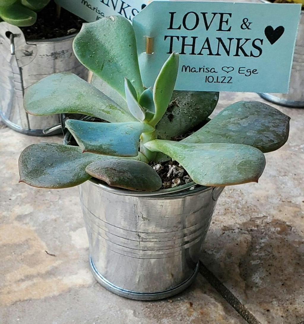 CUSTOM Hanging Favor Tags (20 Pack) - Wedding Succulent Favors for Sale ...