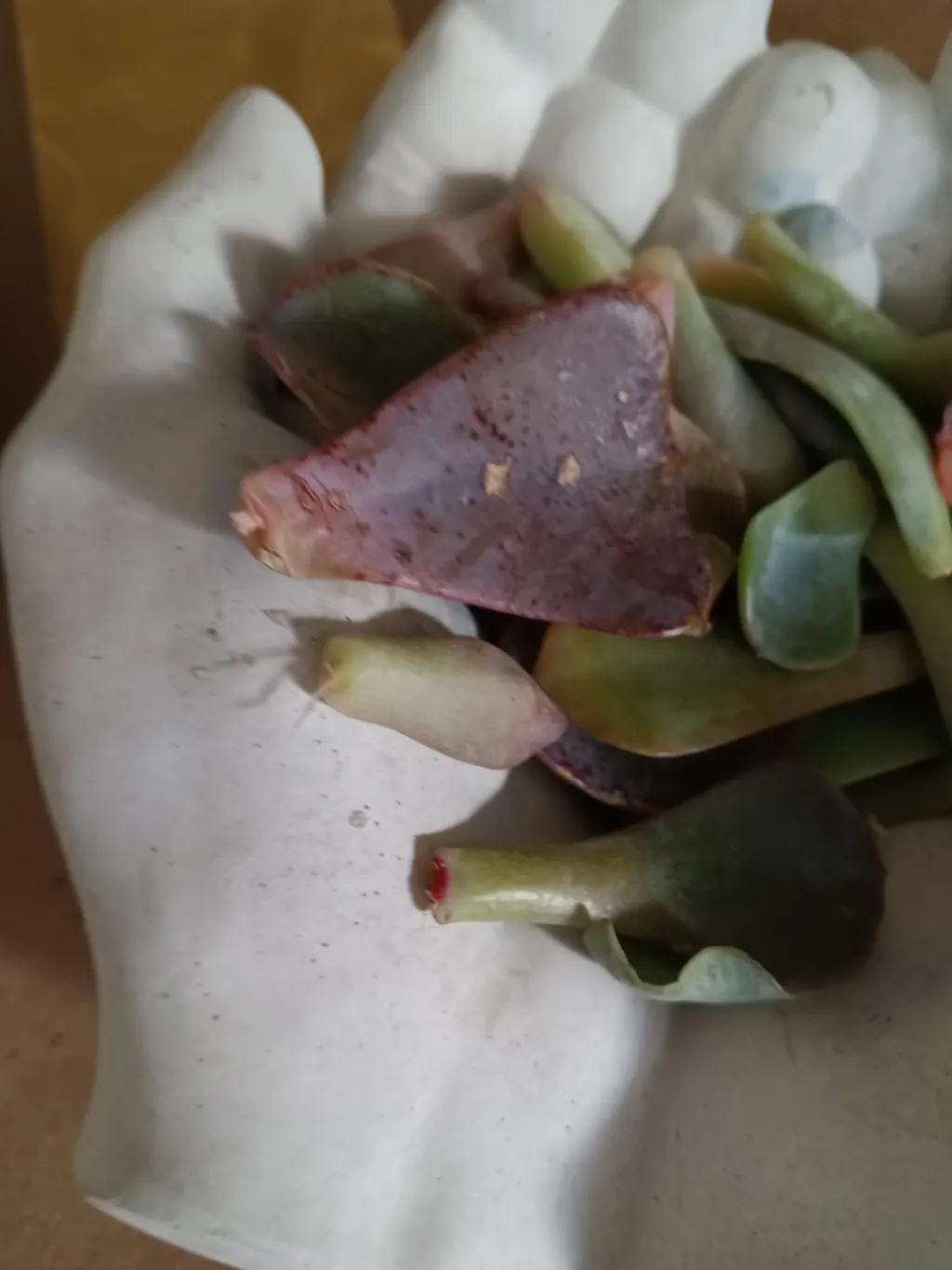 Succulent Rosette Leaf Starters - Wedding Succulent Favors for Sale ...