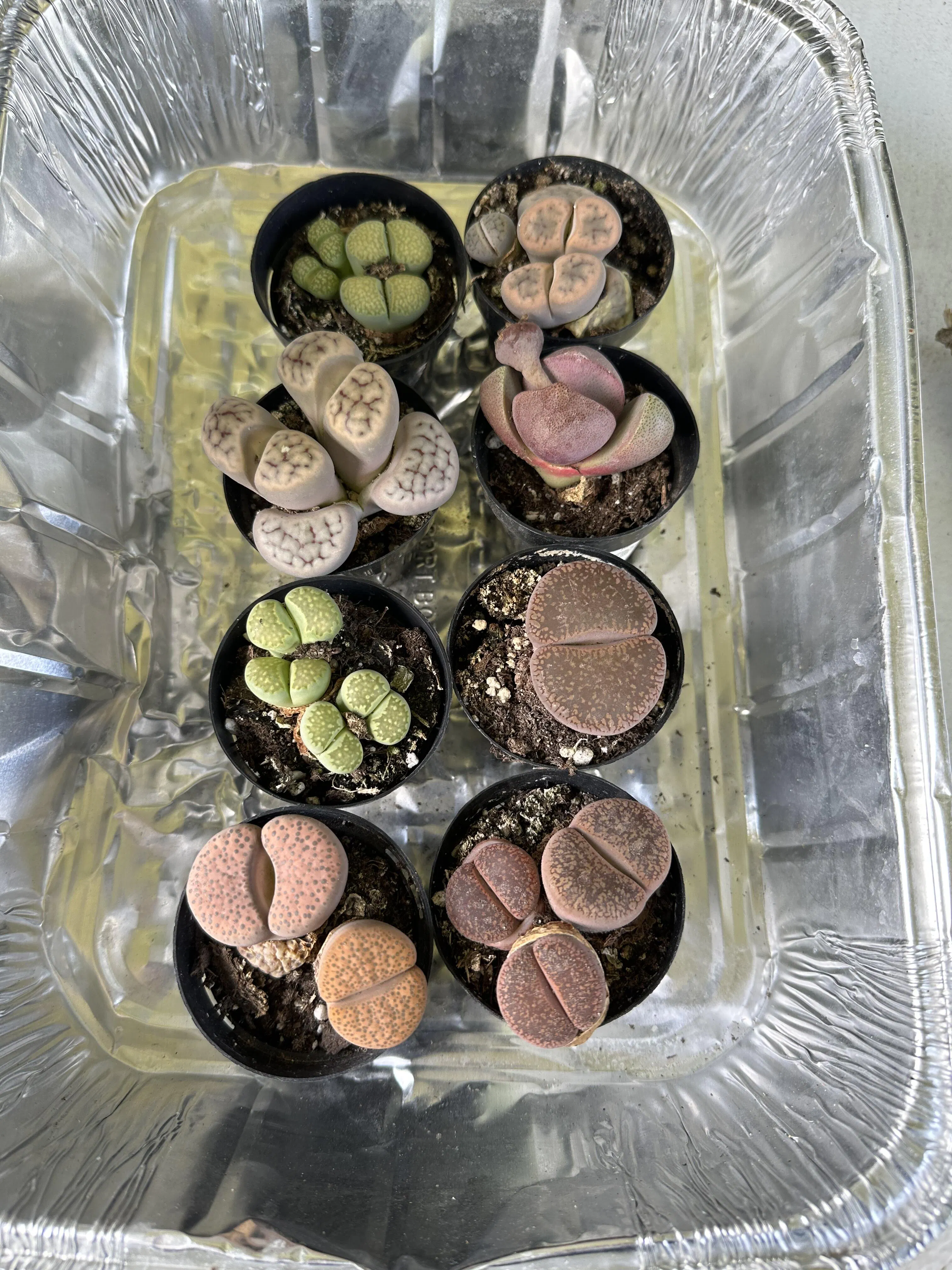 Lithops Mesembs & Mimicry Succulents - Wedding Succulent Favors for ...