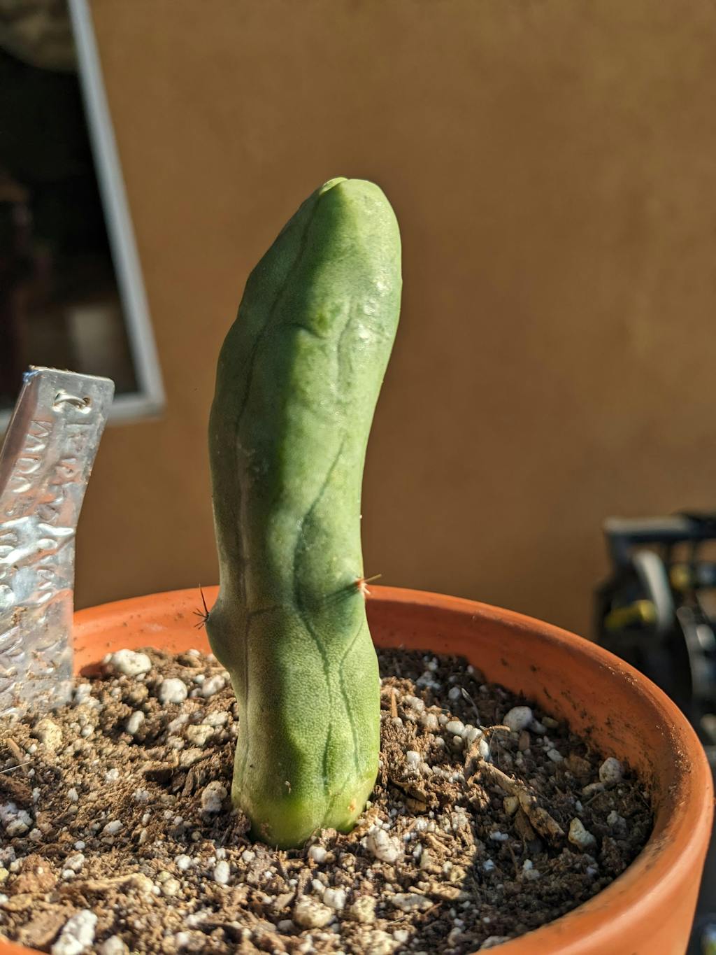 Trichocereus bridgesii forma monstrose TBM inermis aka Ornamental Penis ...