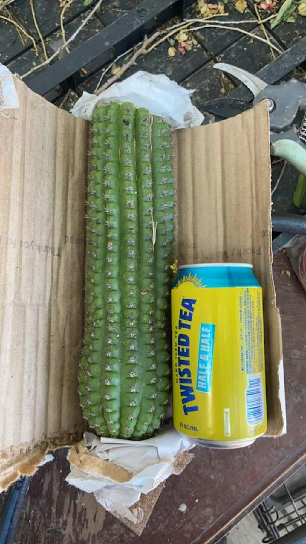 Trichocereus brevispinulous Indian Comb Cactus Cuttings and Potted