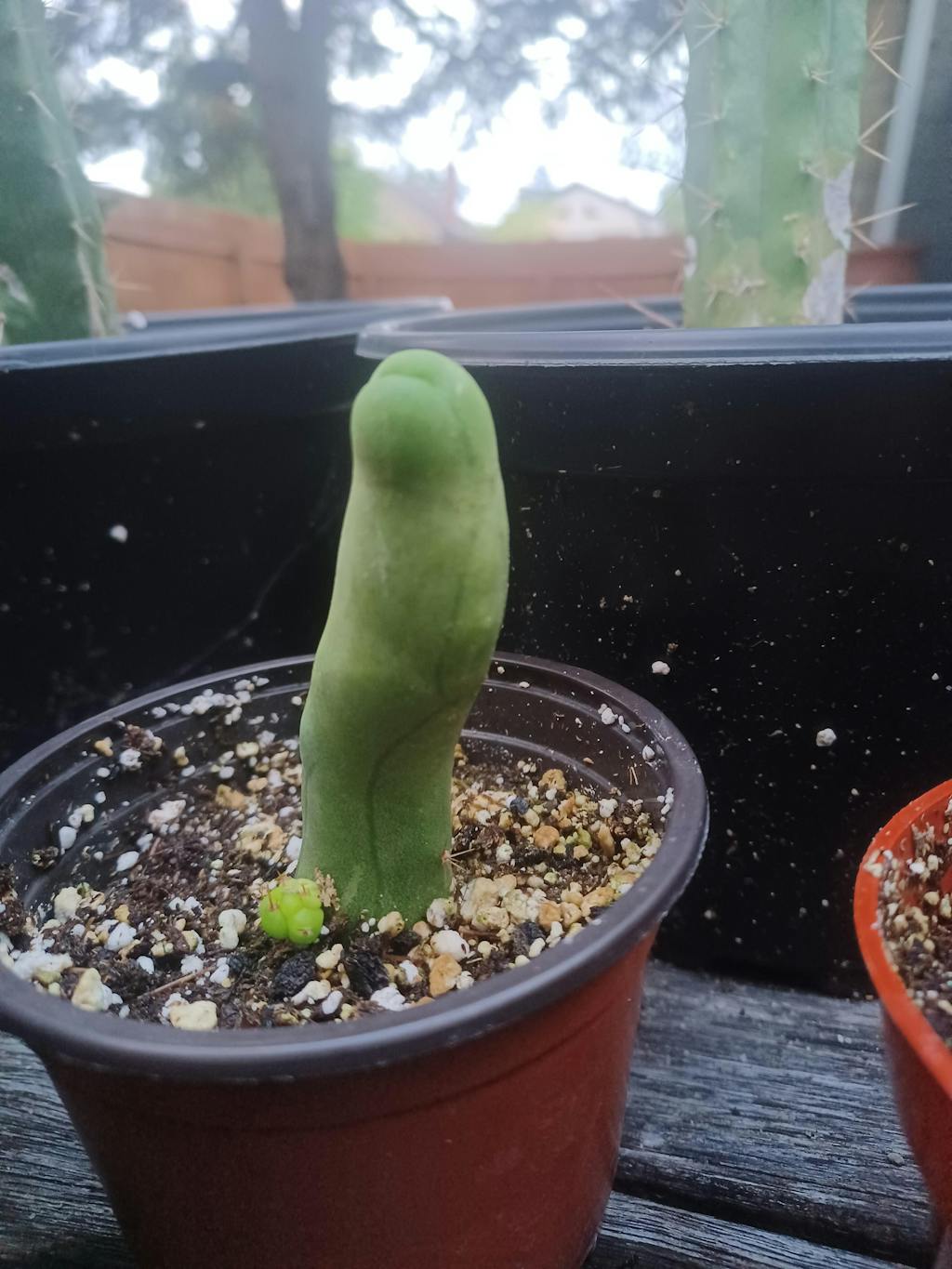 Trichocereus bridgesii forma monstrose TBM inermis aka Ornamental Penis ...