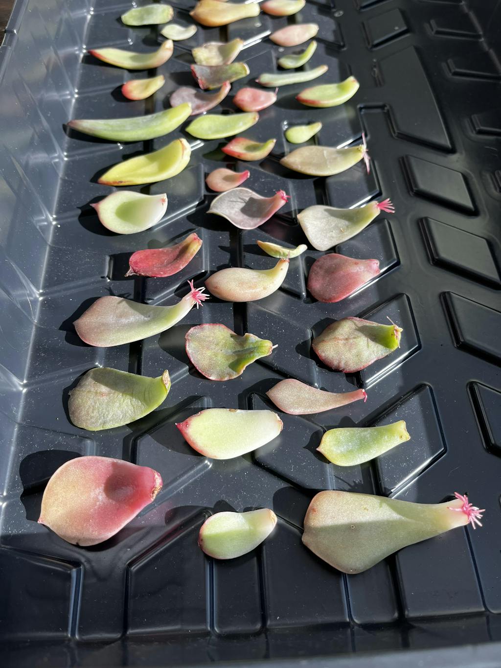 Succulent Rosette Leaf Starters