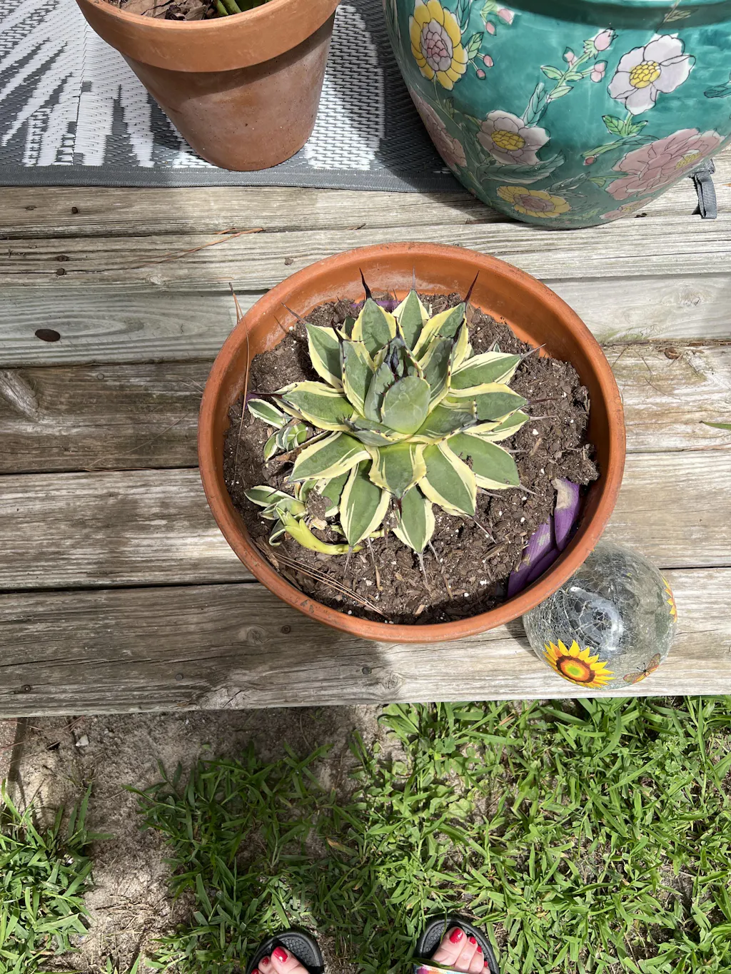 Succulents - Medium