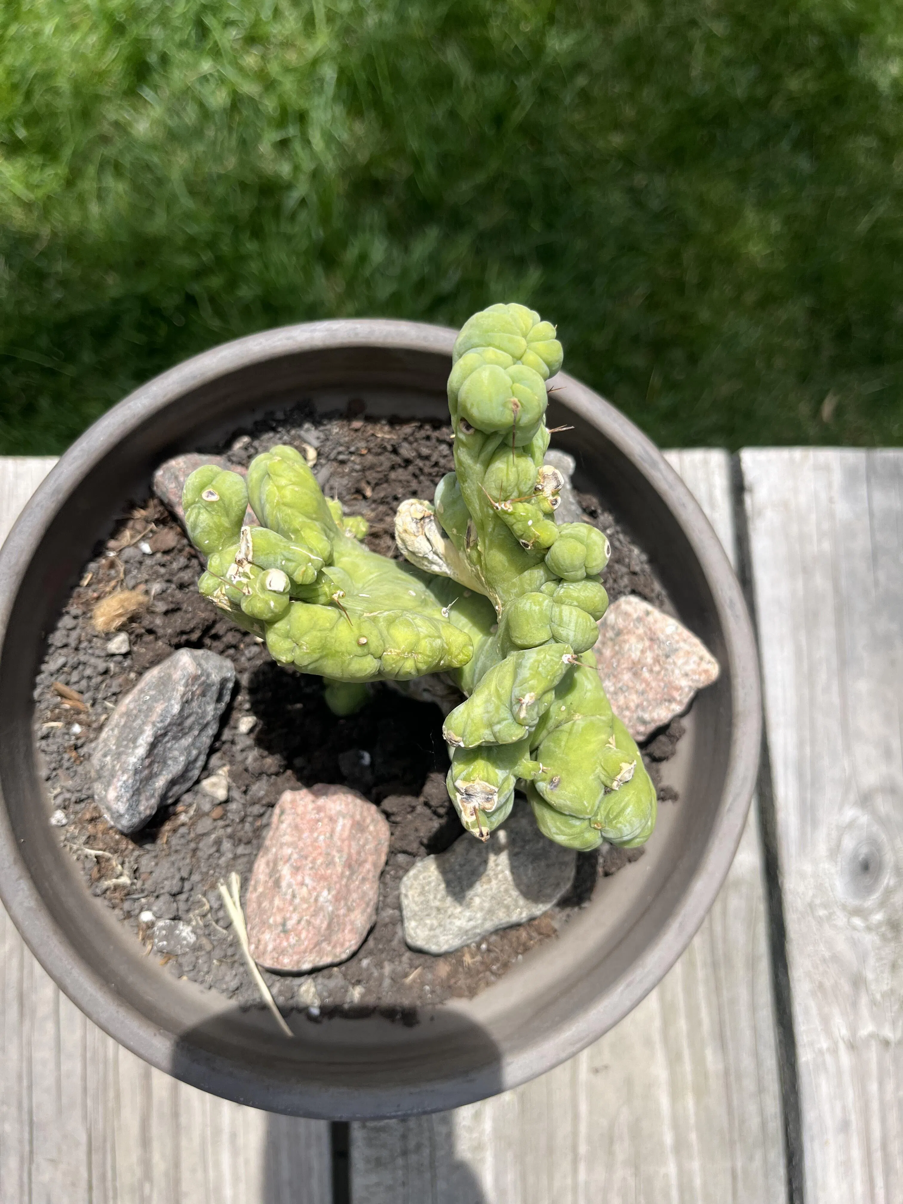 Succulents - Medium