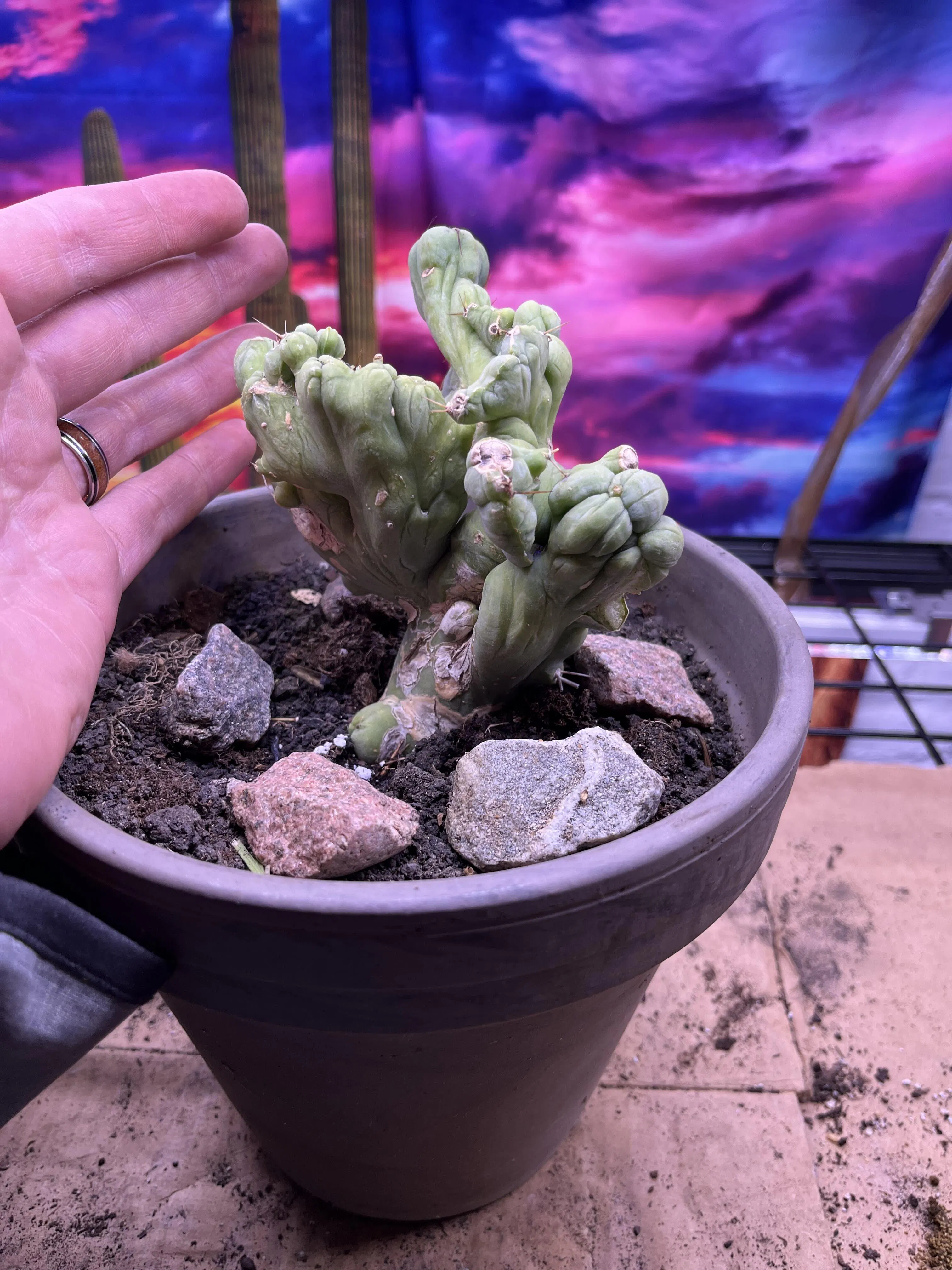 Succulents - Medium