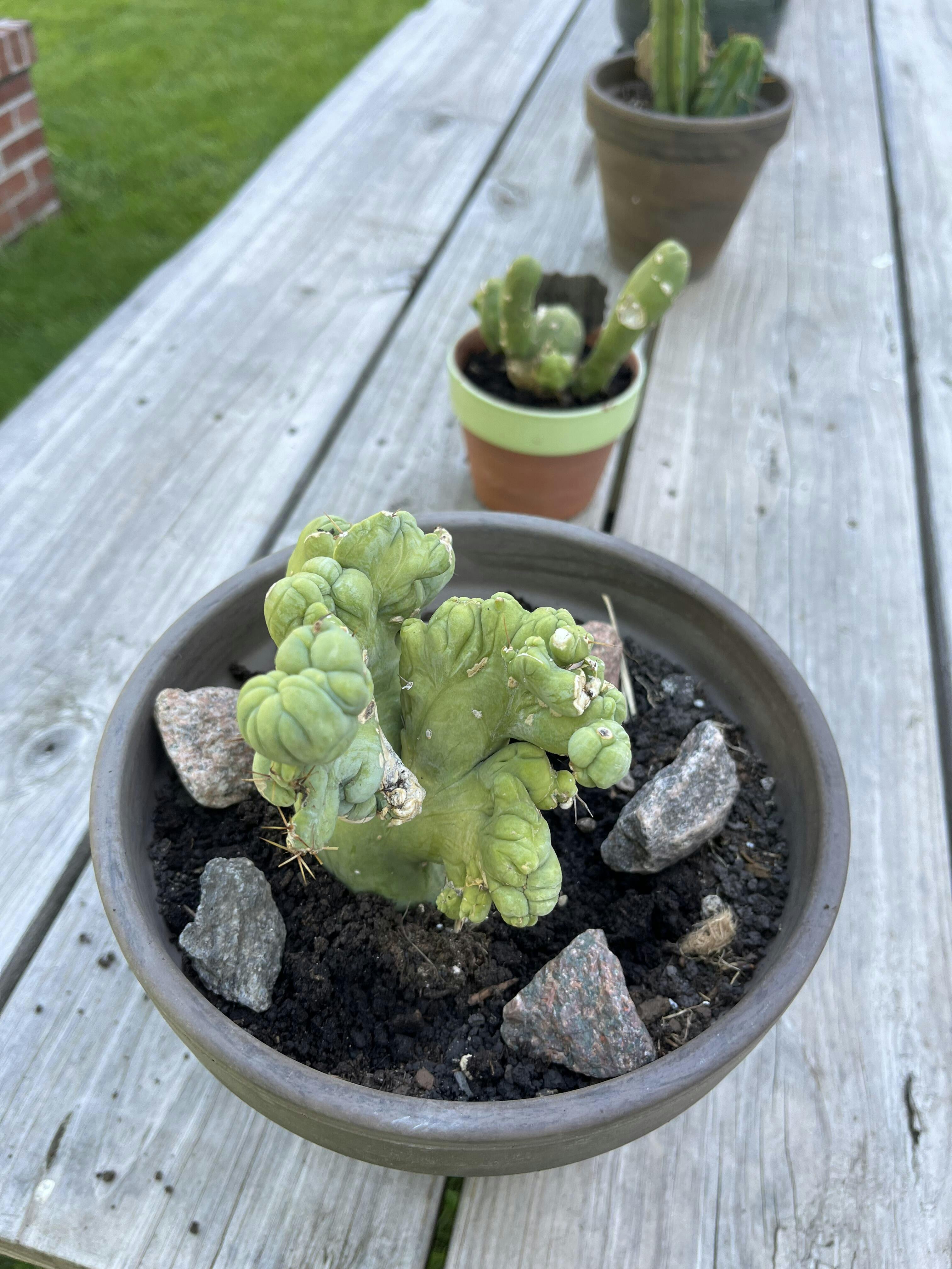 Succulents - Medium