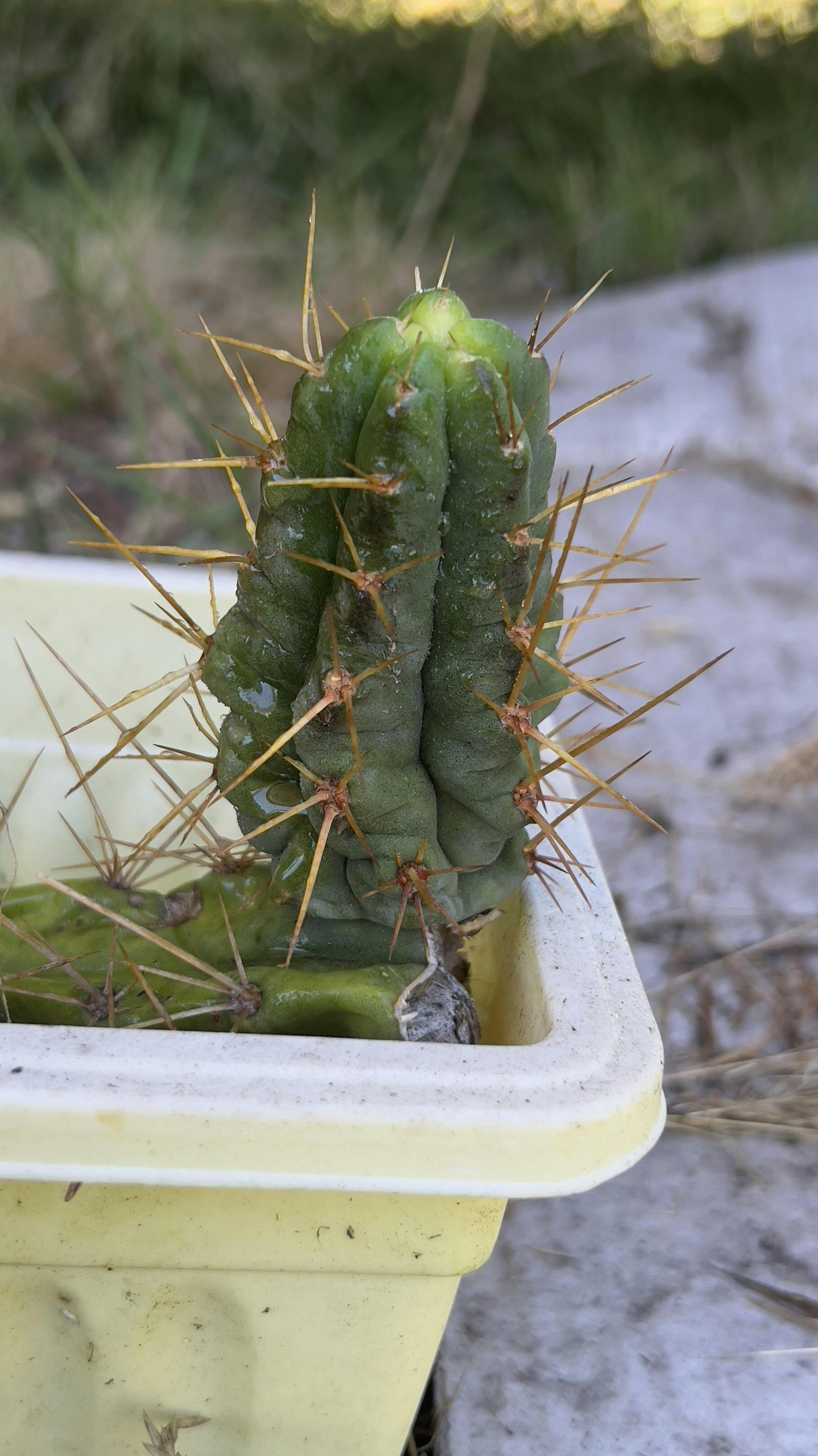 Succulent of the Month Club - Send Gift Succulents