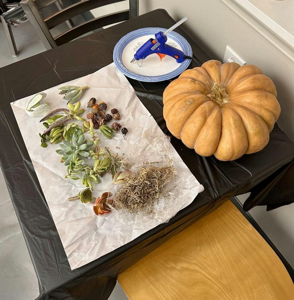 DIY Pumpkin Succulent Kit Fall Decor Halloween Decor