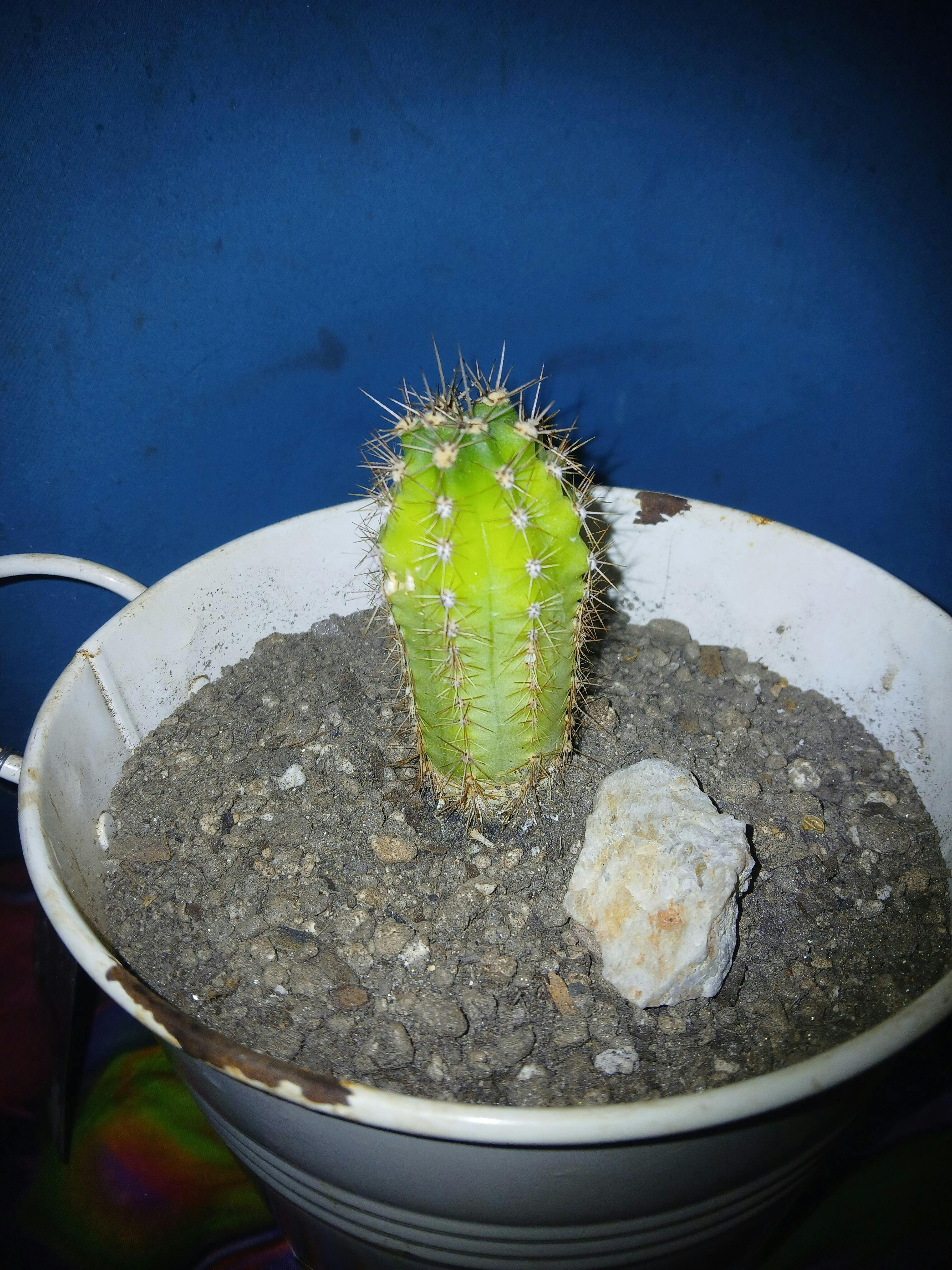 Succulent of the Month Club - Send Gift Succulents