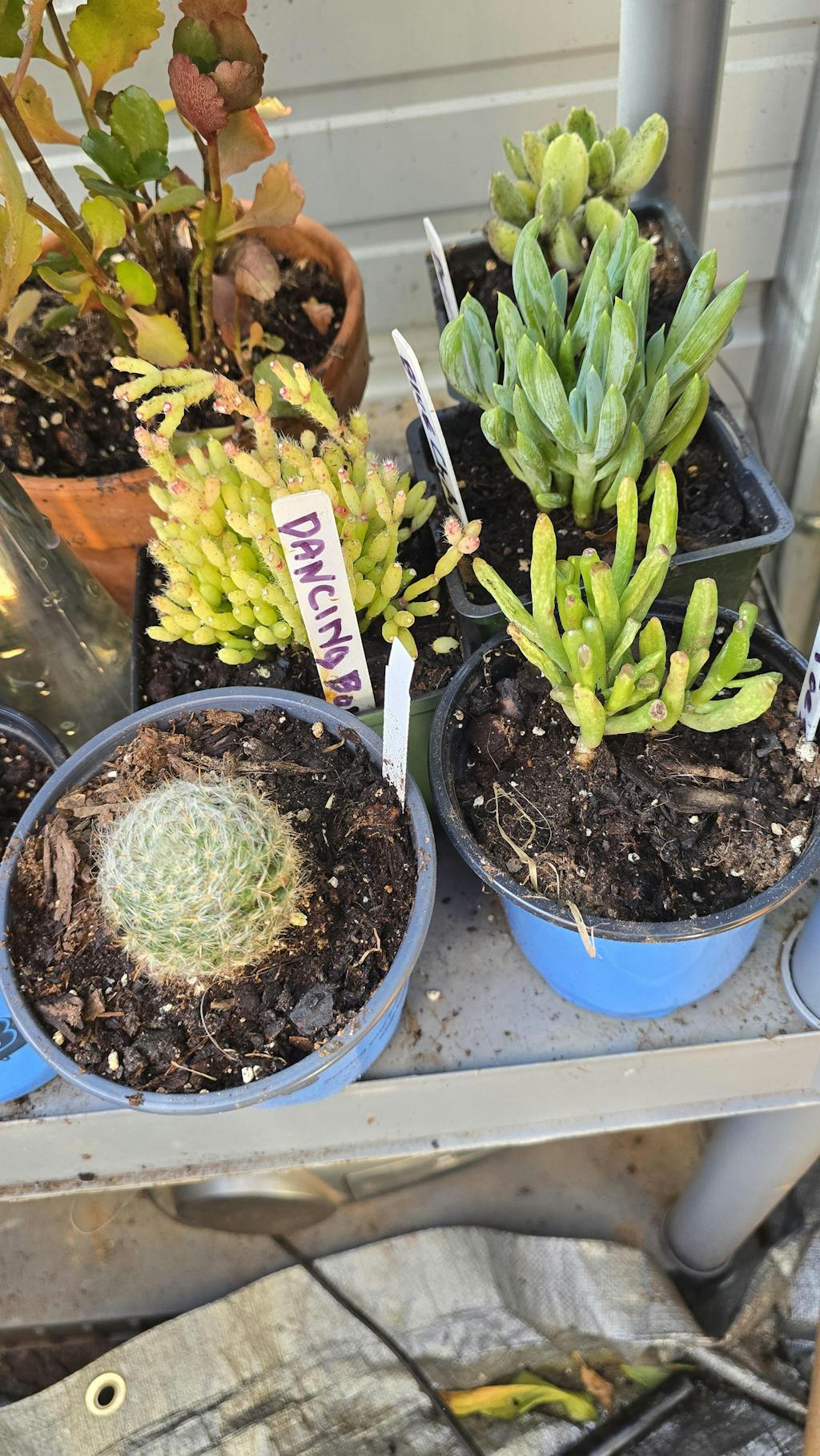 Fenestraria Rhopalophylla Baby Toes Succulent Plant