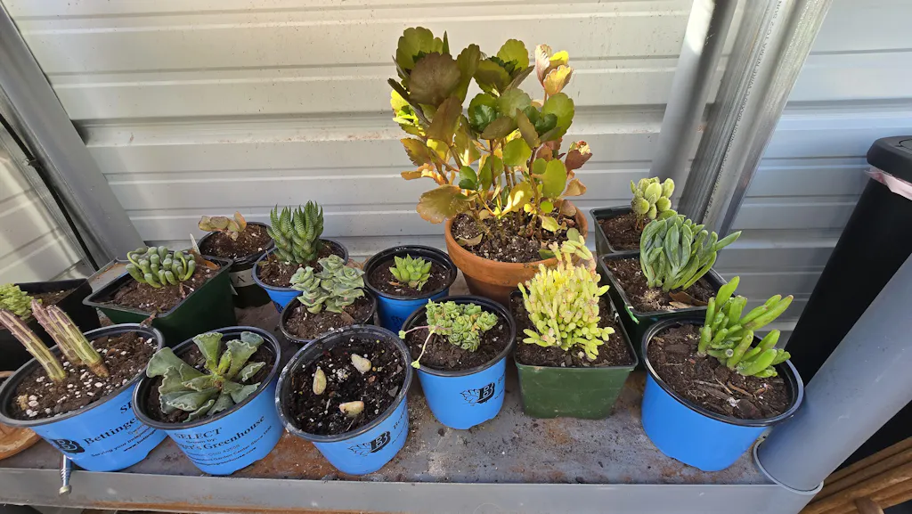 10 Creative Succulent Garden Ideas The Succulent Source