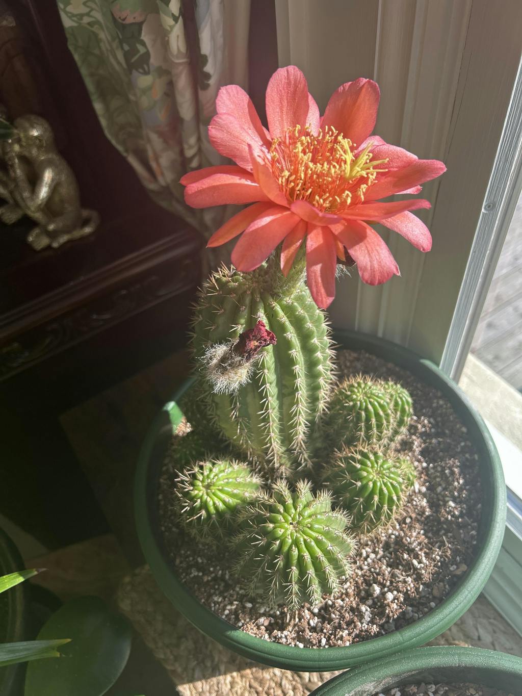 Trichocereus Grandiflorus Hybrid colored flower Cactus