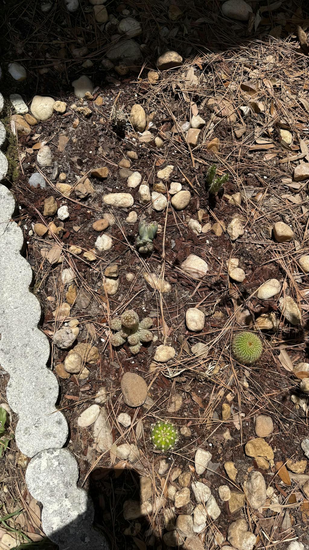 2" Assorted Cactus (Price is for ONE unit)