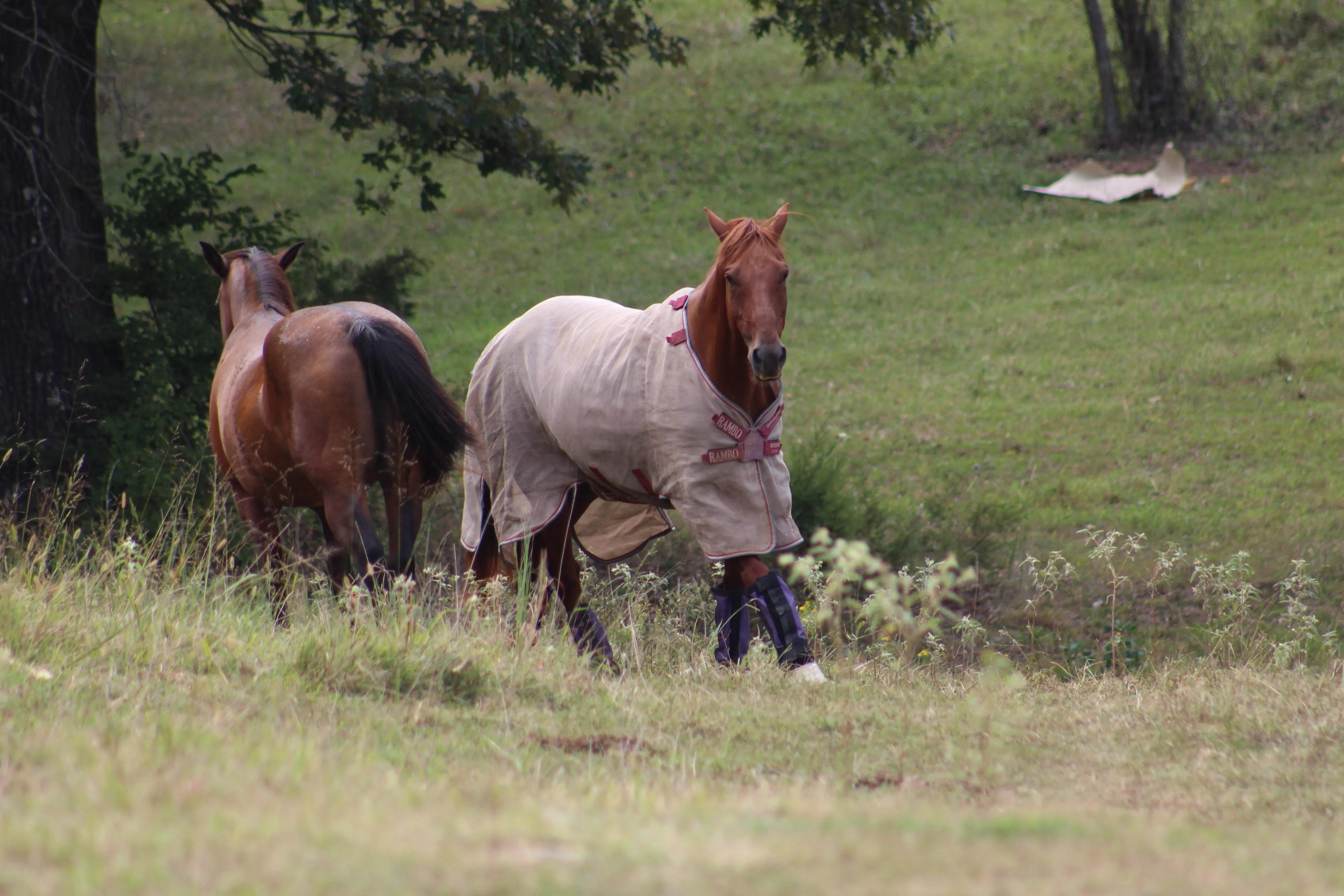 Warrior Fly Boots – The Warrior Store