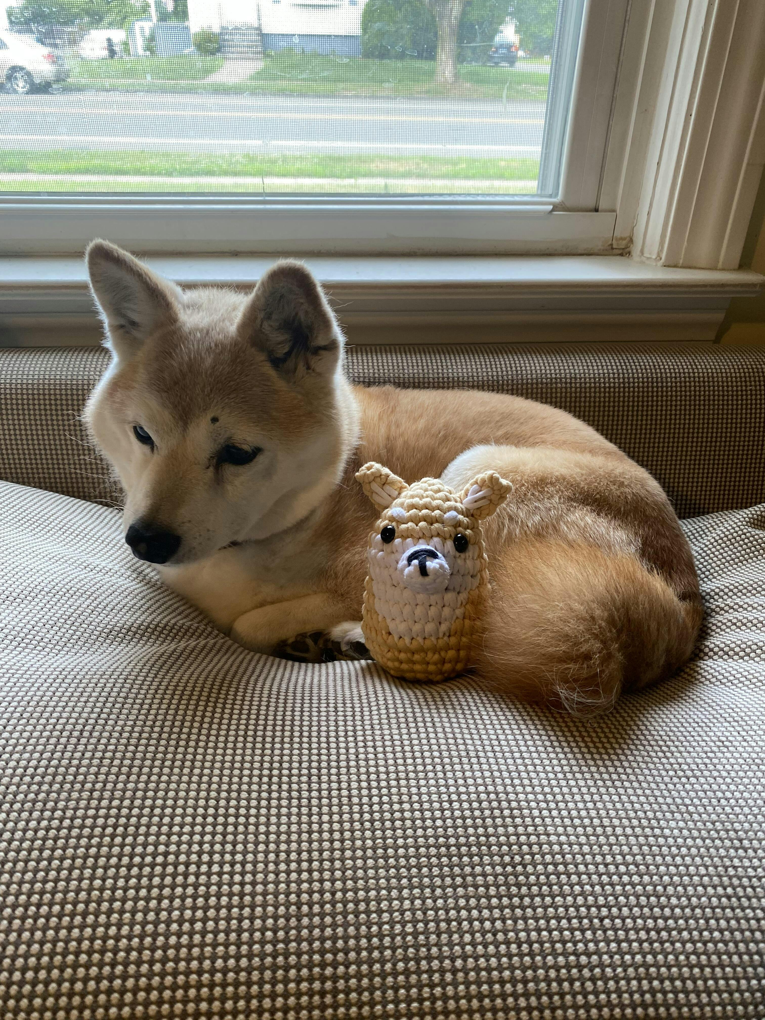 Shiba Inu Crochet Kit | The Woobles