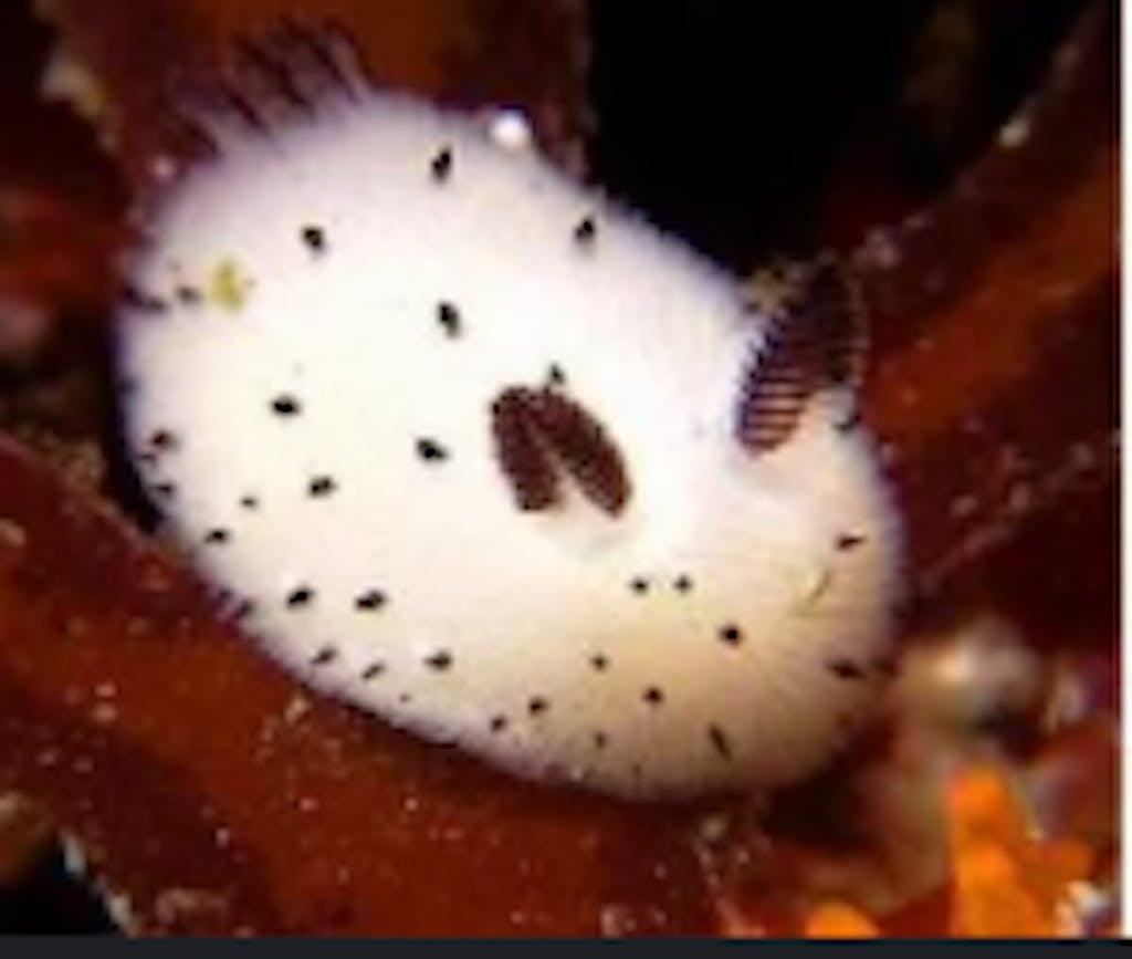 Wake Up and Smell the Crochet Bundle | The Woobles