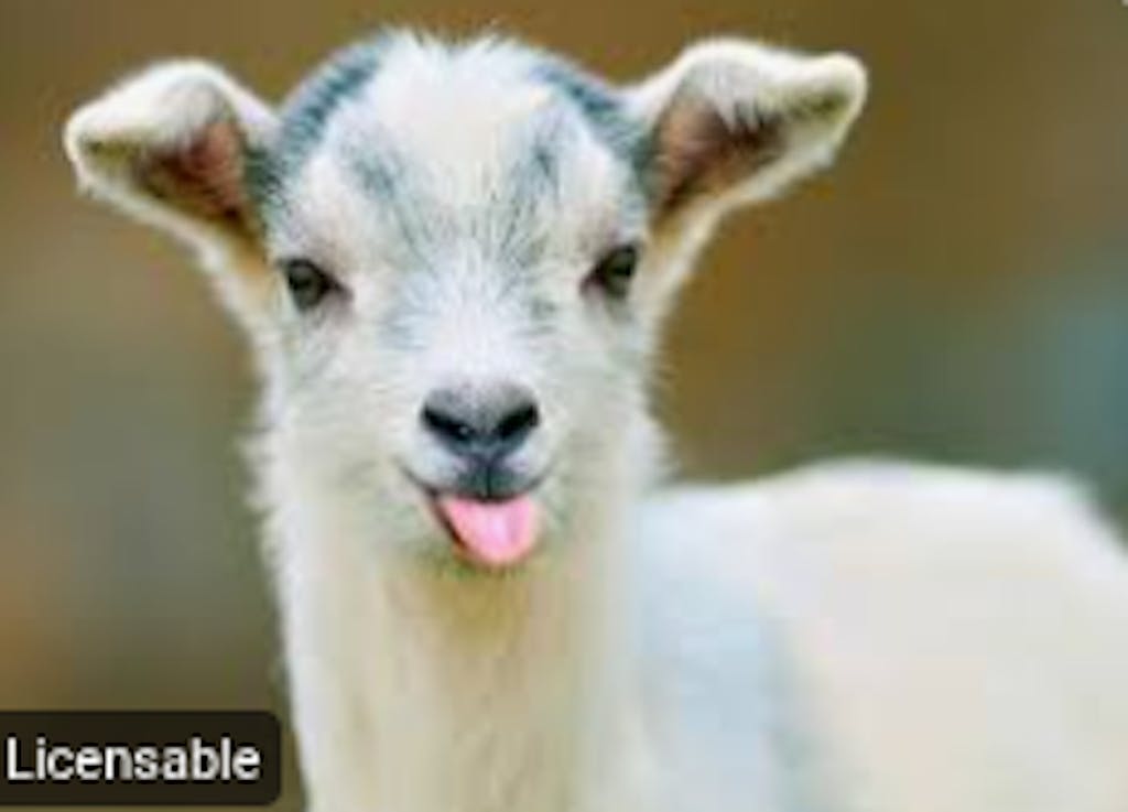 Panda Crochet Kit for Beginners | The Woobles