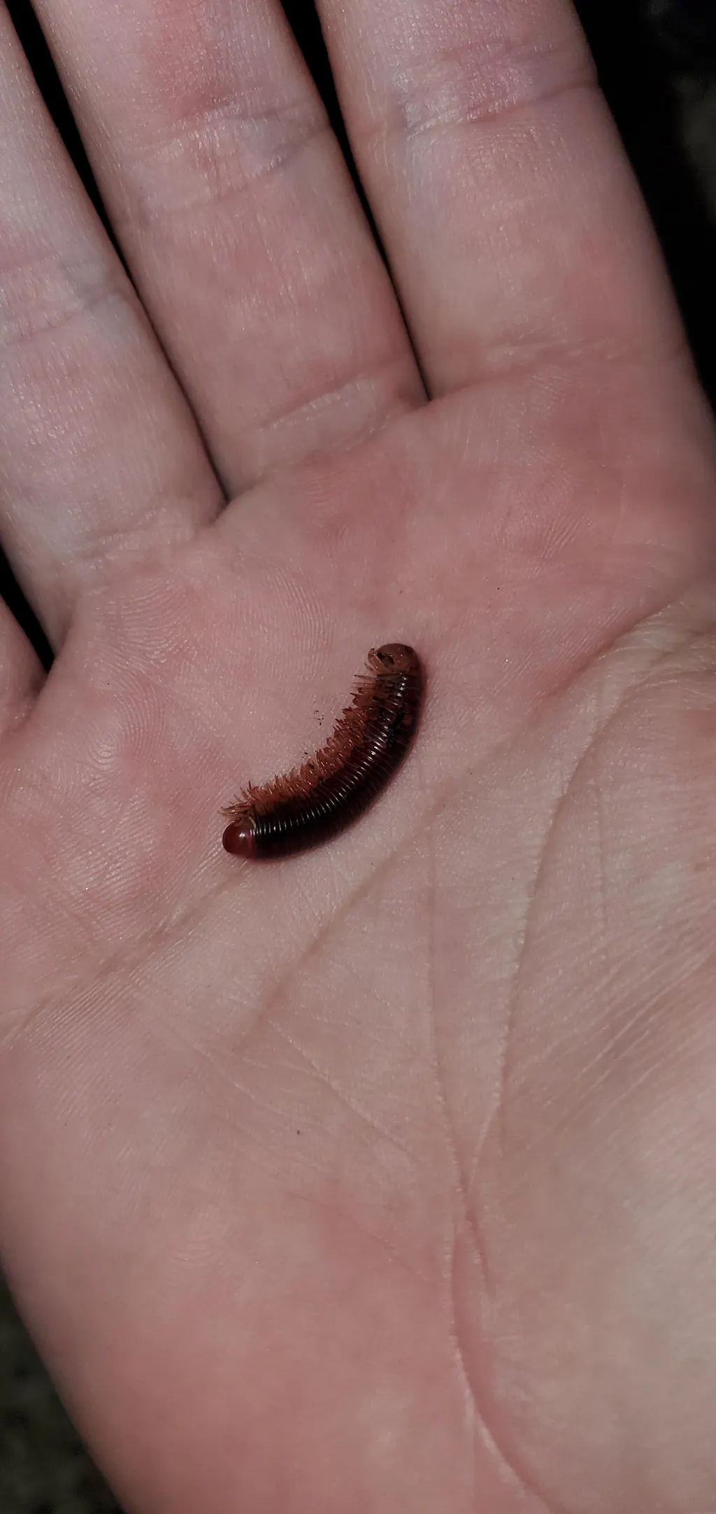 Fire Red Millipedes – The World of Isopods